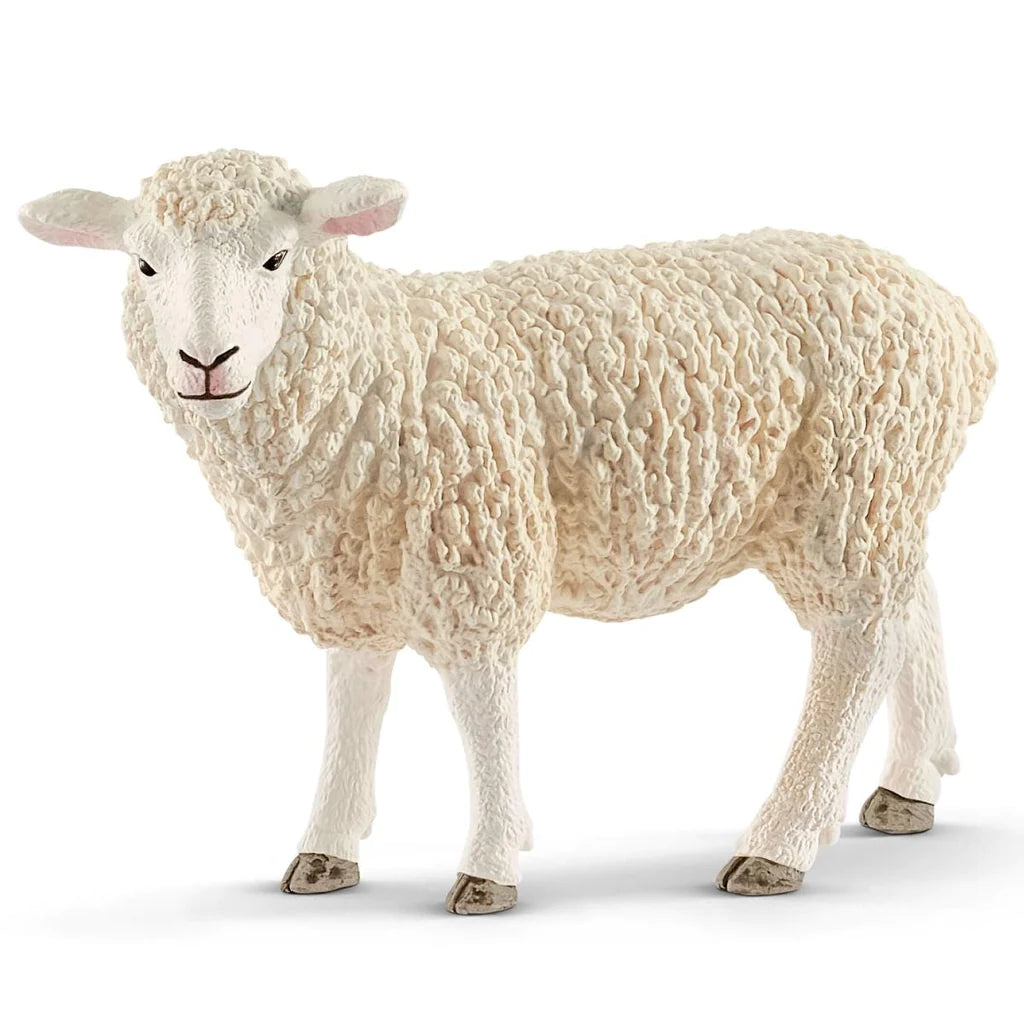Sheep — Science & Nature Co.
