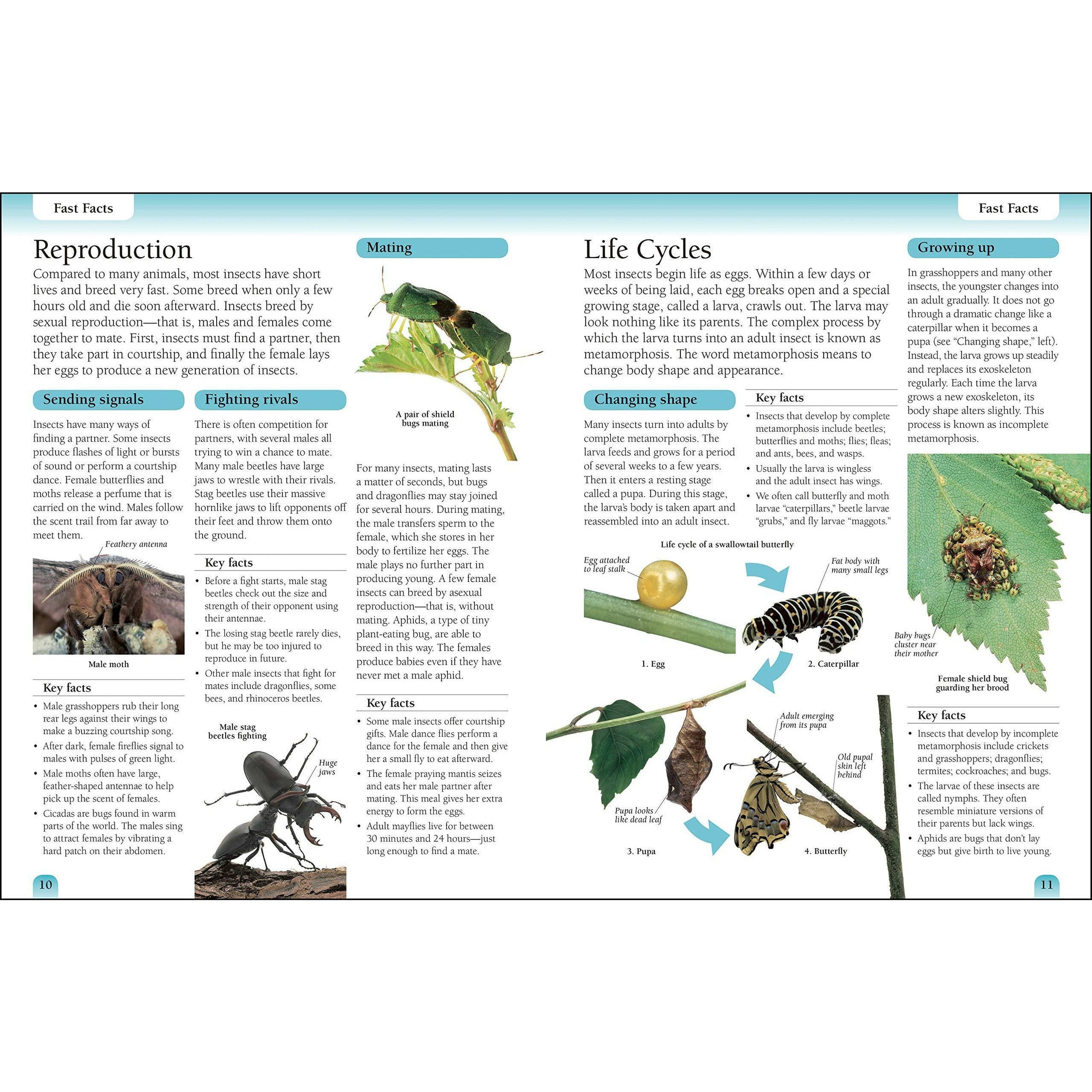 DK Eyewitness WorkBooks: Insect — Science & Nature Co.