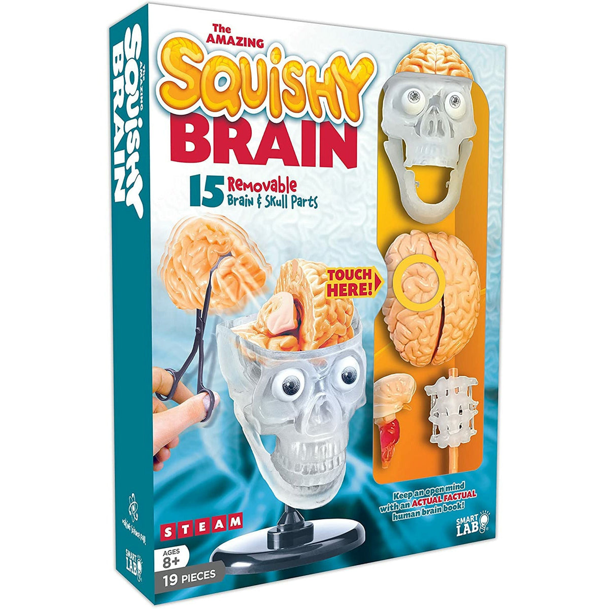 The Amazing Squishy Brain — Science & Nature Co.