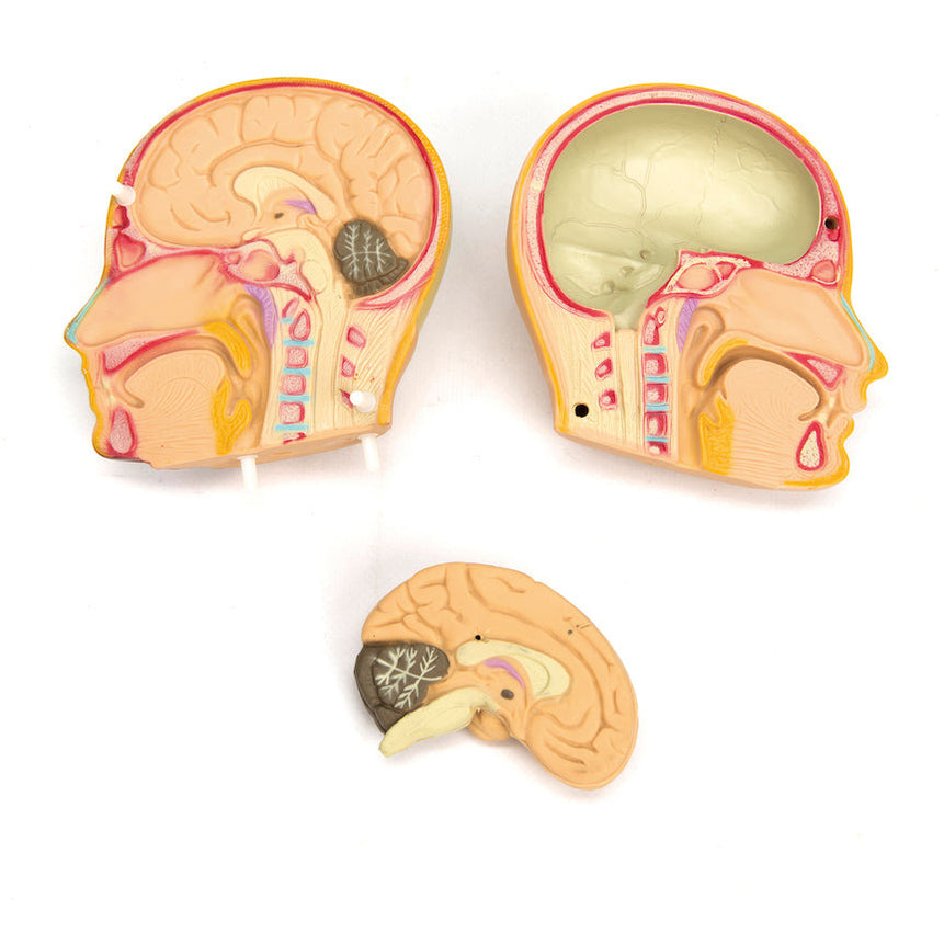 Human Torso Anatomically Accurate Model Kit - 50 CM Height w/ 11 Disse ...